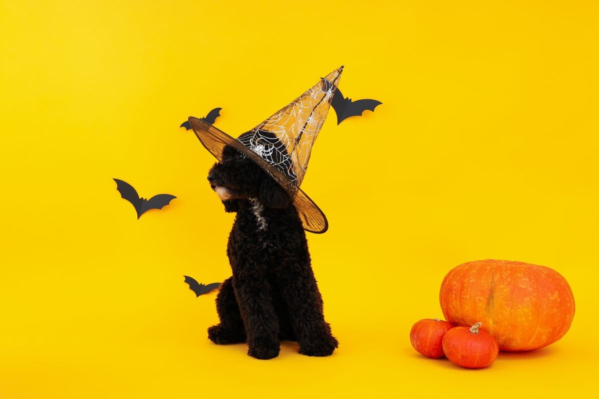12 Best Dog Halloween Costumes for Your Pet Dog