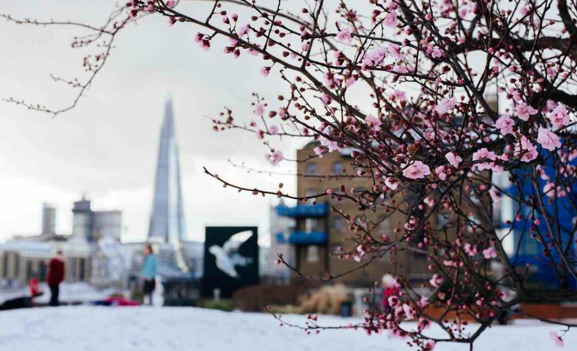10 Beautiful Flowers That Grow in Winter